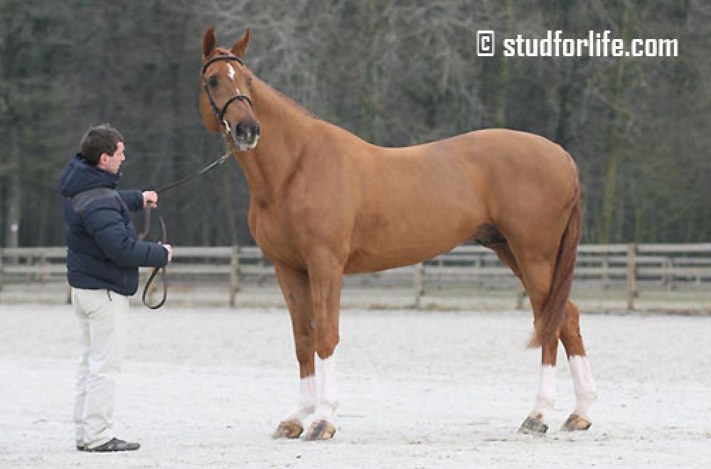 Oumiak de St Aubert rejoint Olivier Vandamme | Studforlife